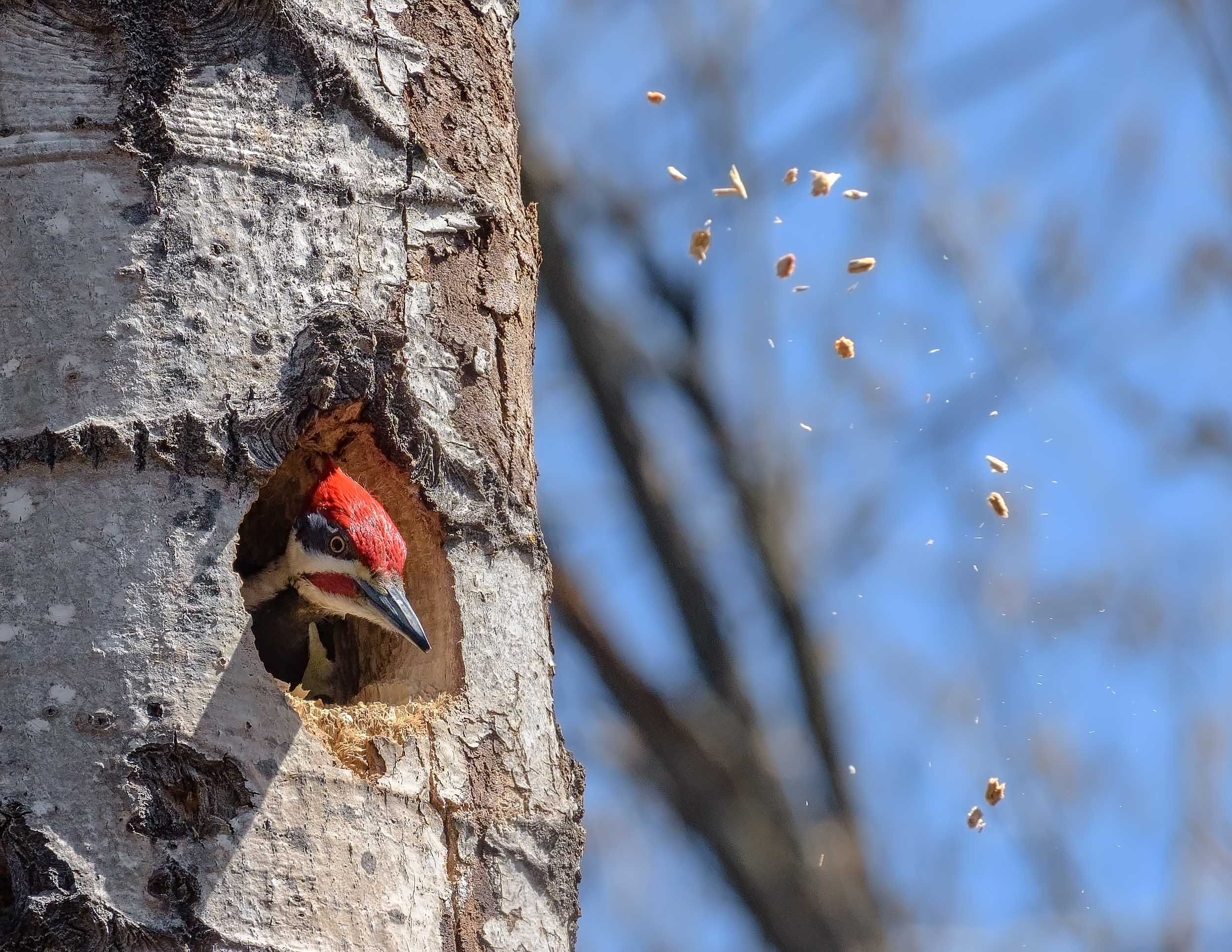 PILEATED WOODPECKER (TWO PHOTOGRAPHS) | BELINDA GROVER PHOTOGRAPHY