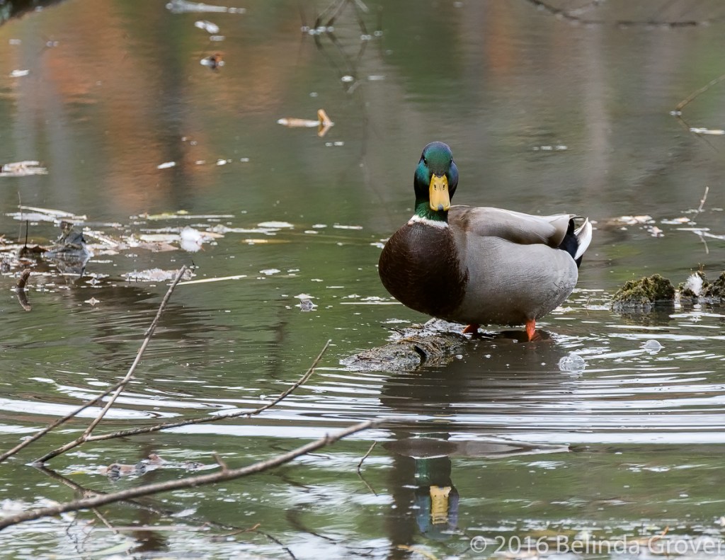 MIGHTY MALLARDS (TWO PHOTOGRAPHS) | BELINDA GROVER PHOTOGRAPHY