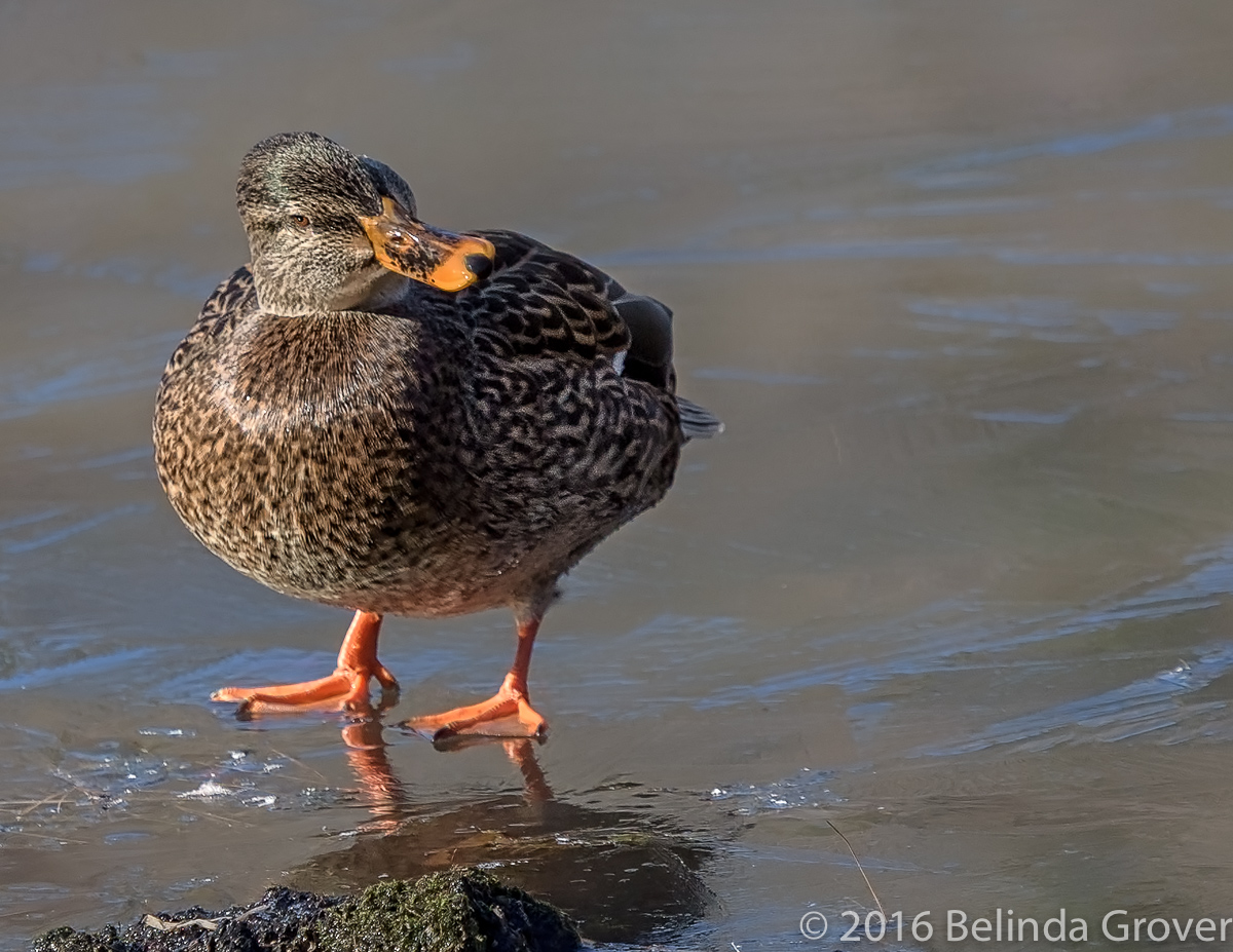 ICE CAPADES (TWO PHOTOGRAPHS) | BELINDA GROVER PHOTOGRAPHY