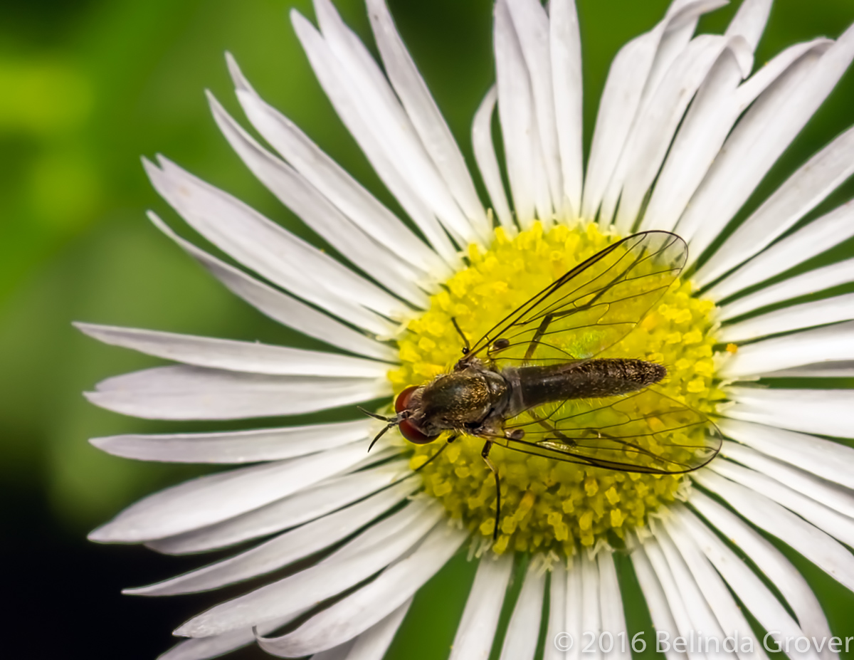 TOP DOWN | BELINDA GROVER PHOTOGRAPHY