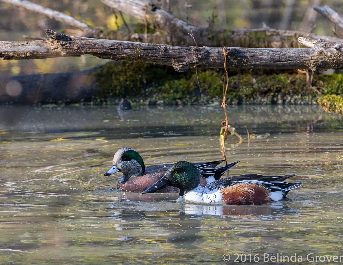 NOT YOUR AVERAGE DUCK(S) (TWO PHOTOGRAPHS) | BELINDA GROVER PHOTOGRAPHY