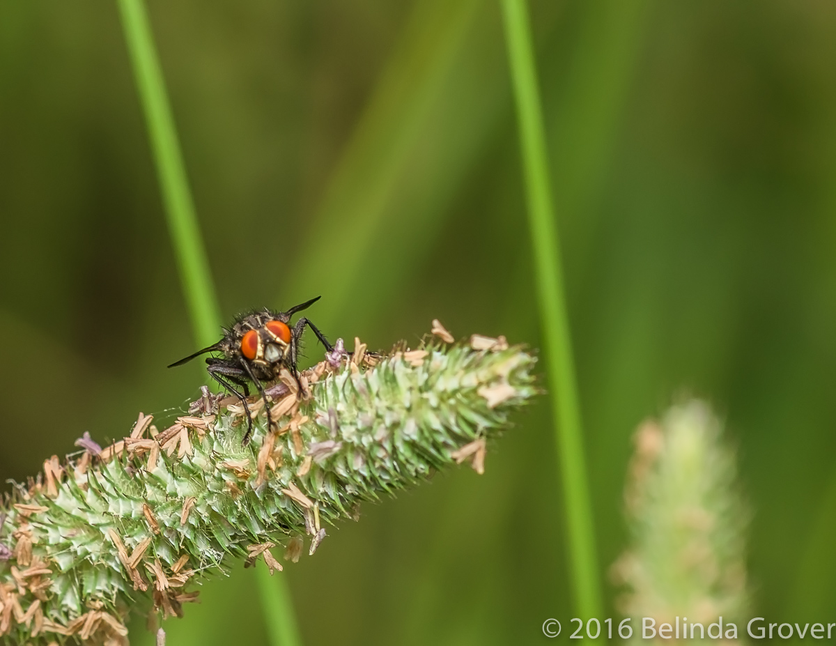 OPPORTUNITY | BELINDA GROVER PHOTOGRAPHY