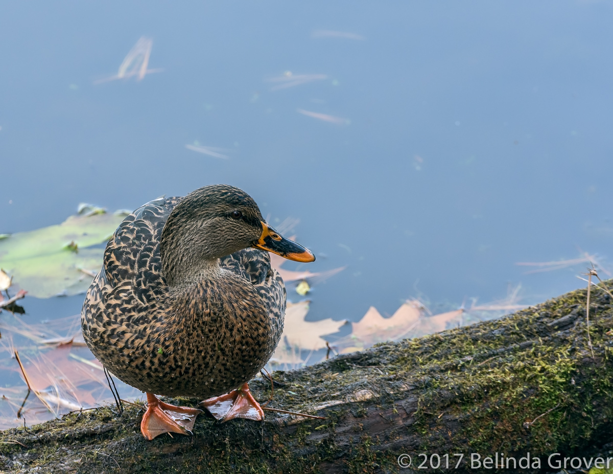 FALL MALLARDS (TWO PHOTOGRAPHS) | BELINDA GROVER PHOTOGRAPHY