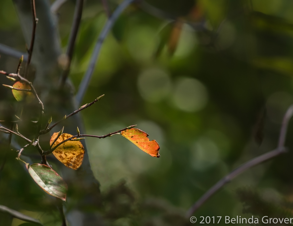 A SELECT FEW (TWO PHOTOGRAPHS) | BELINDA GROVER PHOTOGRAPHY