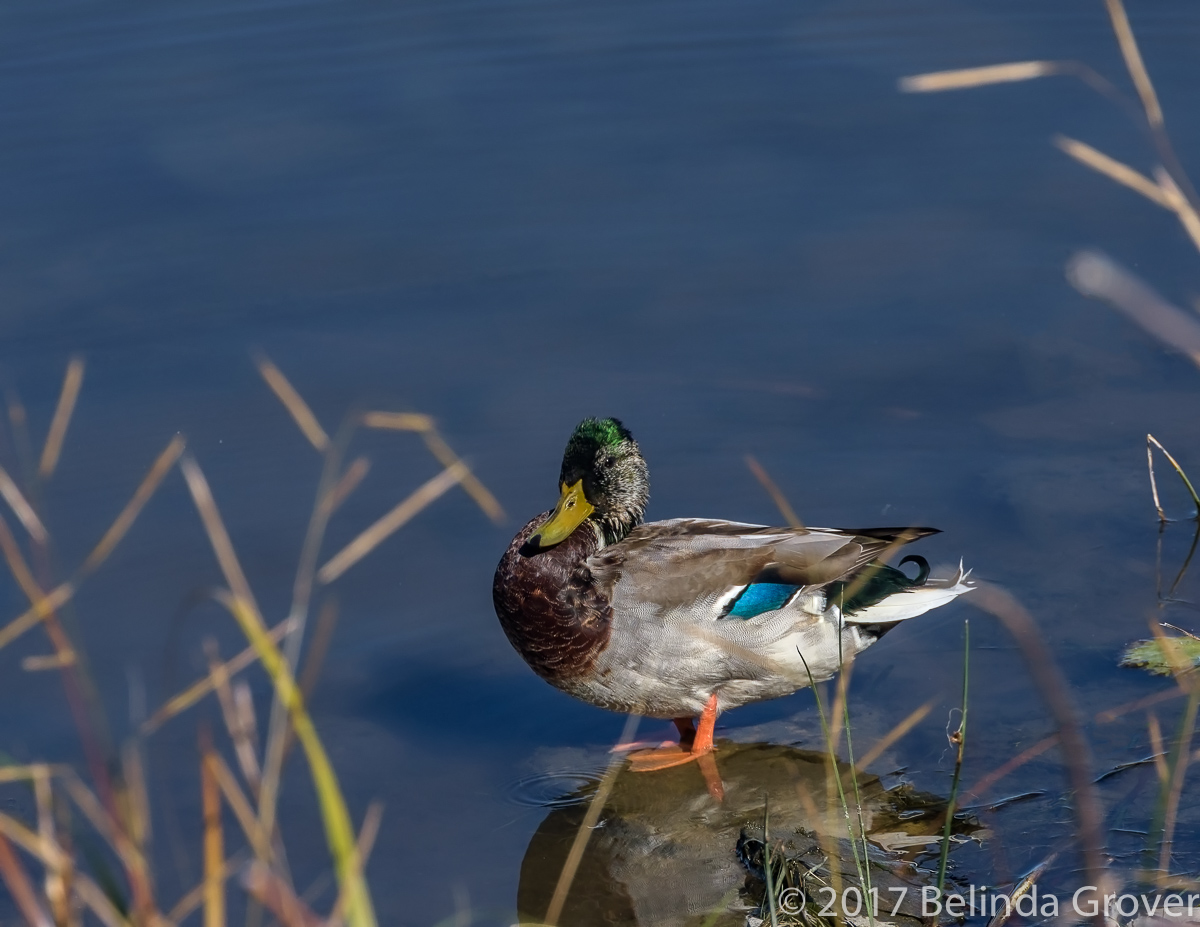 OCTOBER MALLARDS (TWO PHOTOGRAPHS) | BELINDA GROVER PHOTOGRAPHY