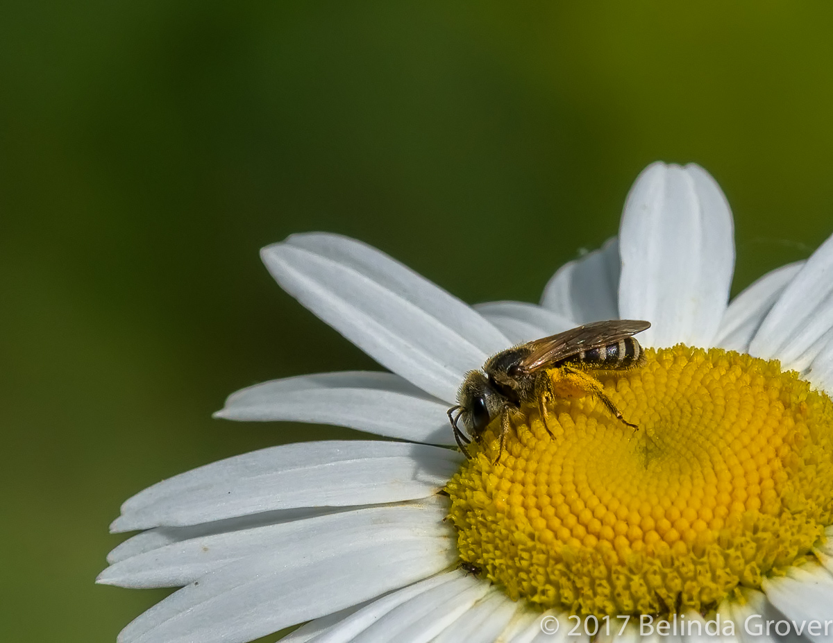 TO BEE OR NOT TO BEE (TWO PHOTOGRAPHS) | BELINDA GROVER PHOTOGRAPHY