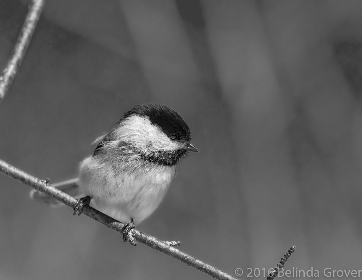 BIRDS ON A WIRE (TWO PHOTOGRAPHS) | BELINDA GROVER PHOTOGRAPHY