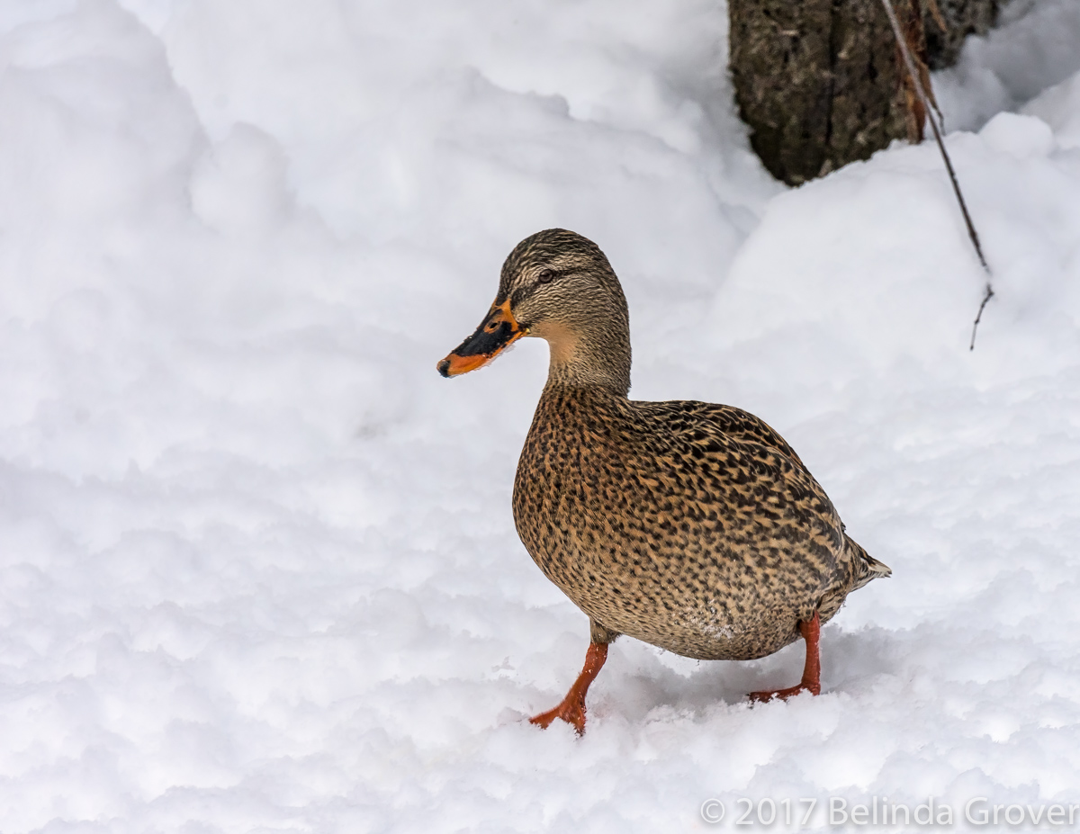 MALLARDS (TWO PHOTOGRAPHS) | BELINDA GROVER PHOTOGRAPHY