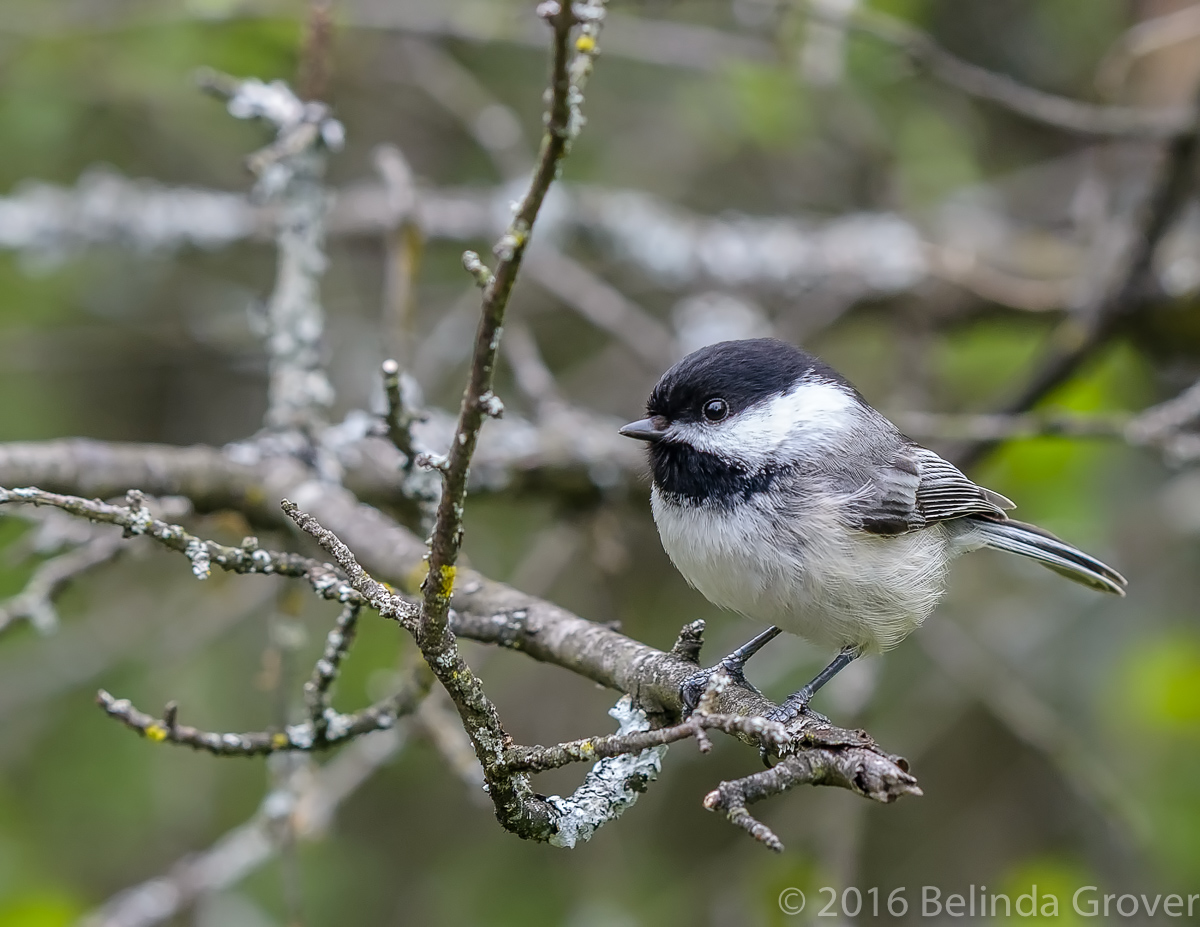 BANDITRY OF CHICKADEES (TWO PHOTOGRAPHS) | BELINDA GROVER PHOTOGRAPHY
