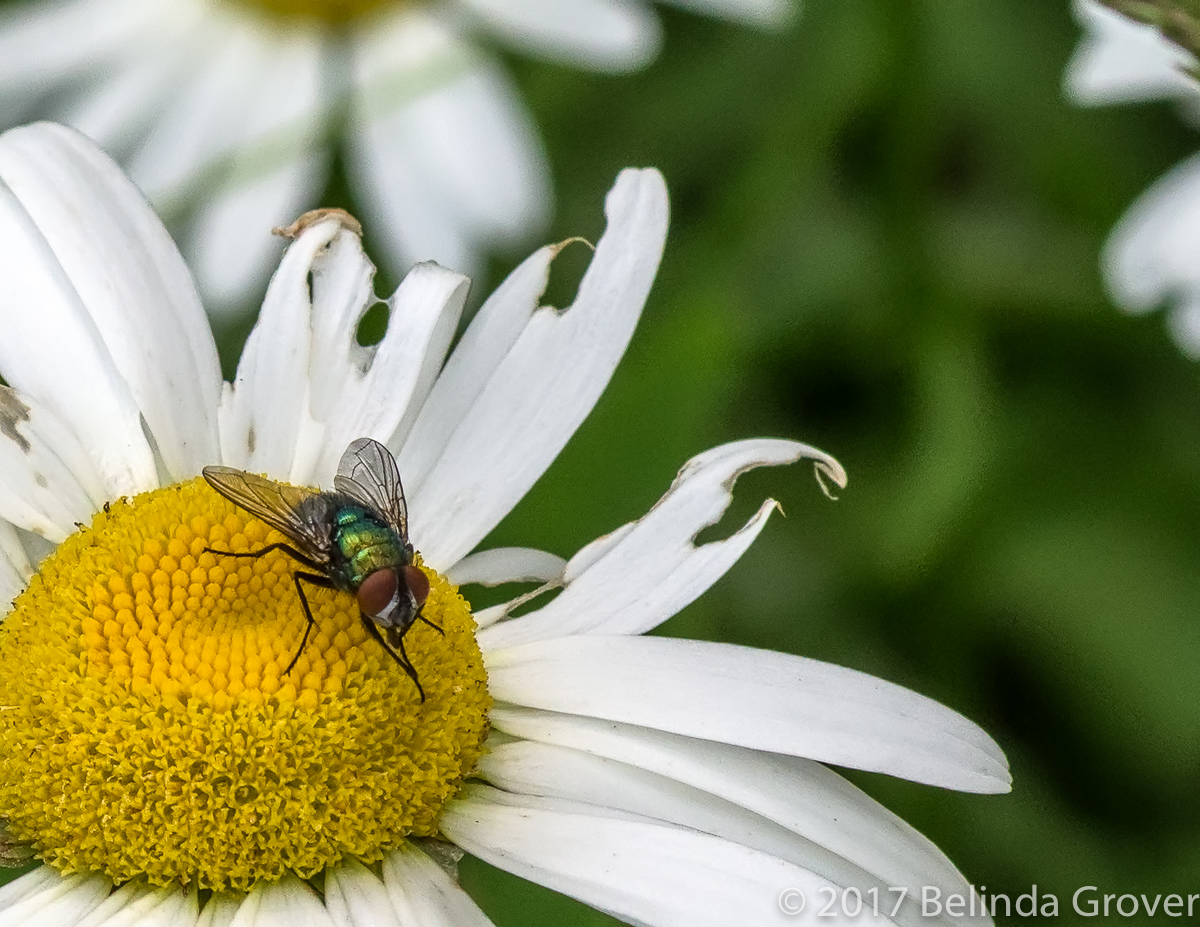 FLOWER AND THE FLY | BELINDA GROVER PHOTOGRAPHY