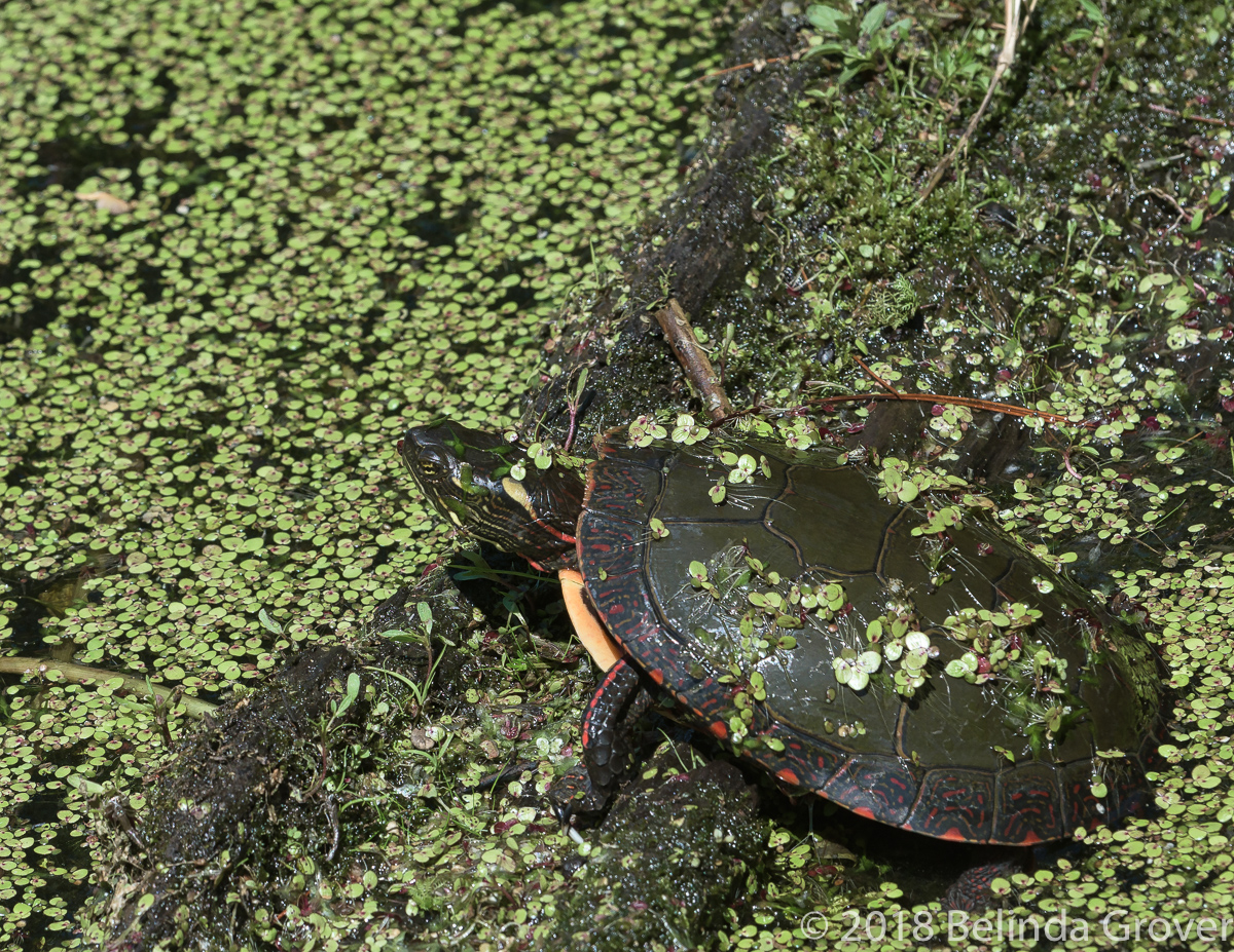 PAINTED TURTLES (TWO PHOTOGRAPHS) | BELINDA GROVER PHOTOGRAPHY
