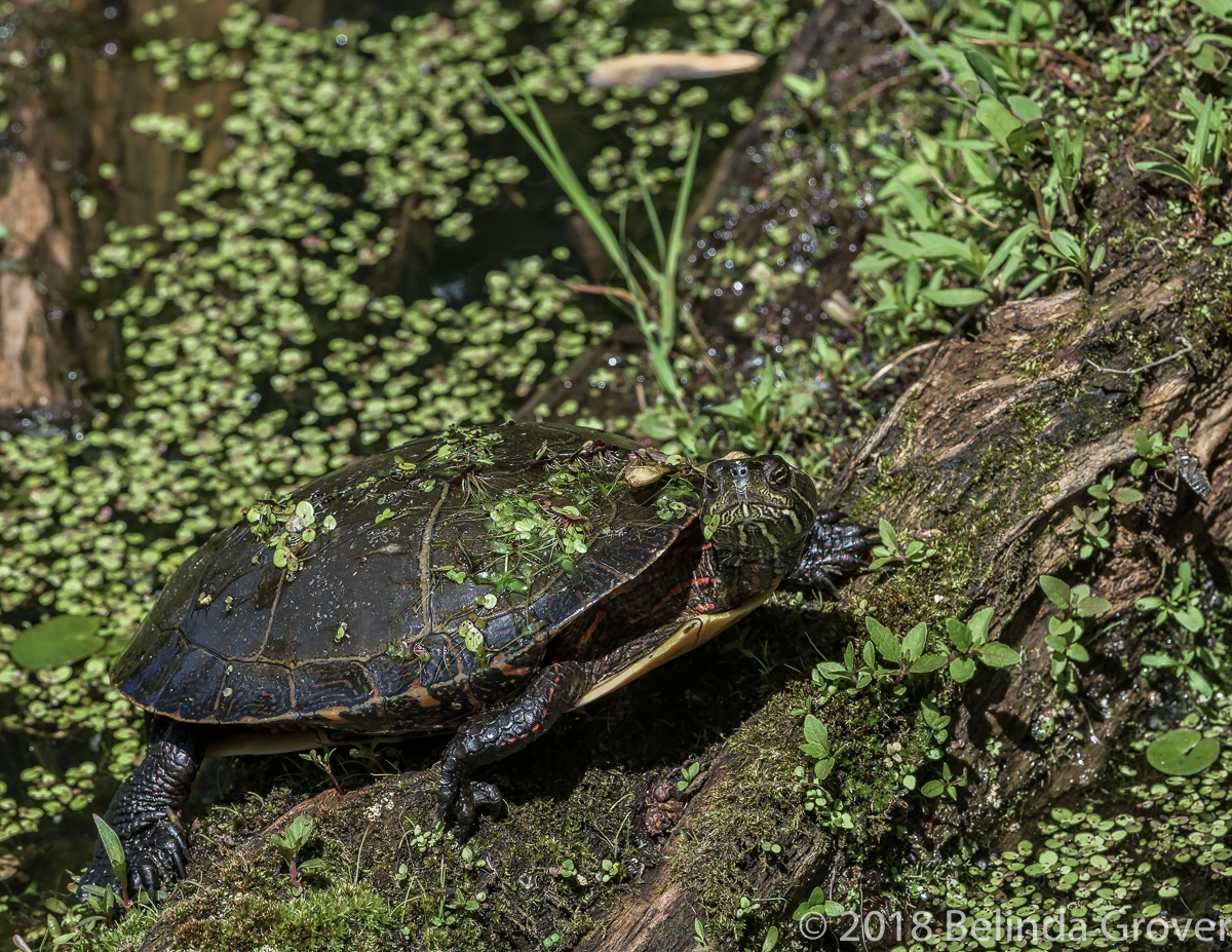 PAINTED TURTLES (TWO PHOTOGRAPHS) | BELINDA GROVER PHOTOGRAPHY