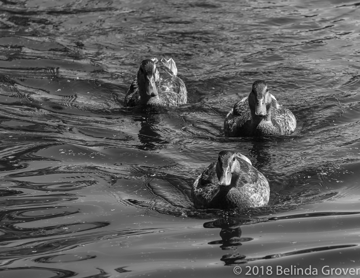 DUCK SQUAD (TWO PHOTOGRAPHS) | BELINDA GROVER PHOTOGRAPHY