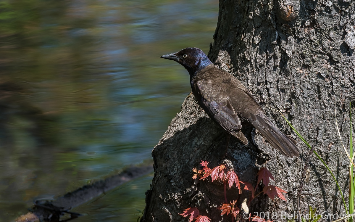 COMMON GRACKLE (TWO PHOTOGRAPHS) | BELINDA GROVER PHOTOGRAPHY