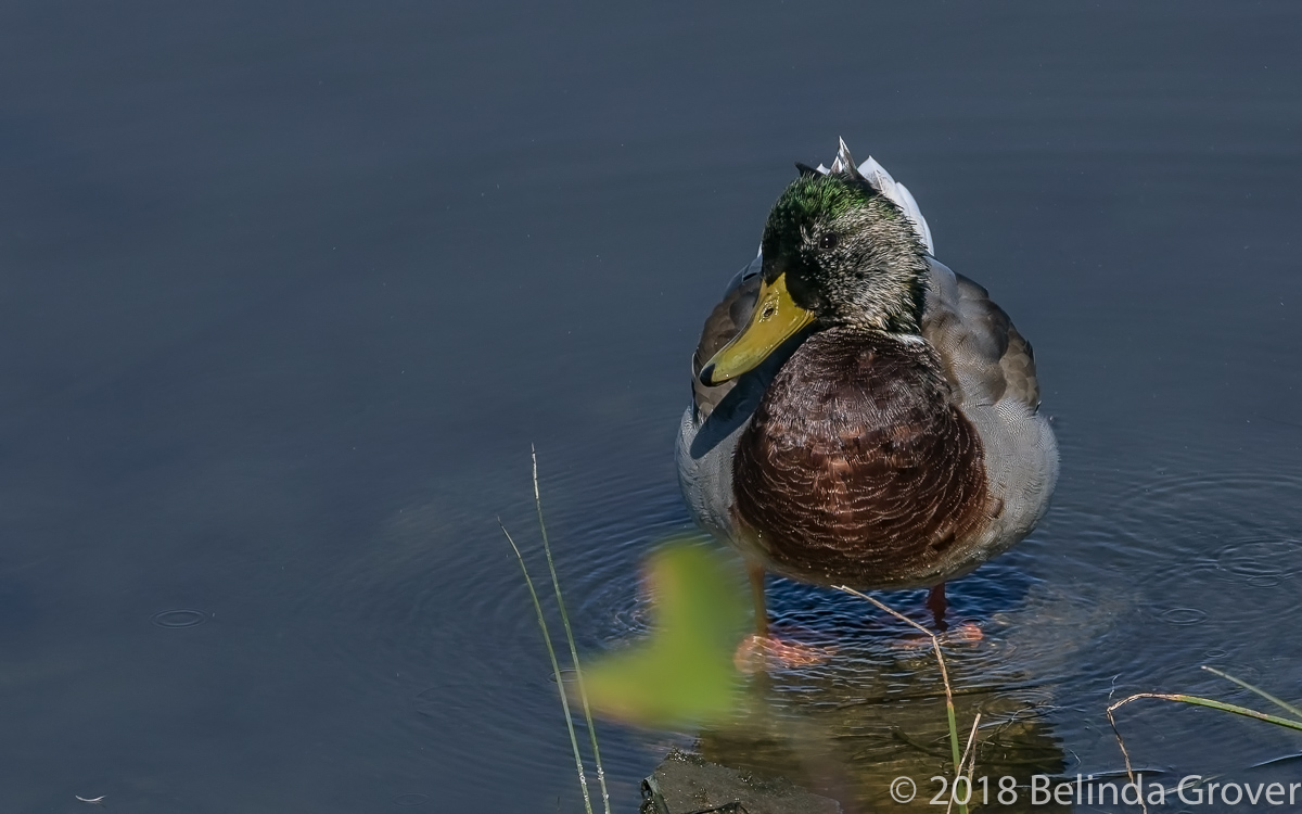 MORE DUCKS (TWO PHOTOGRAPHS) | BELINDA GROVER PHOTOGRAPHY