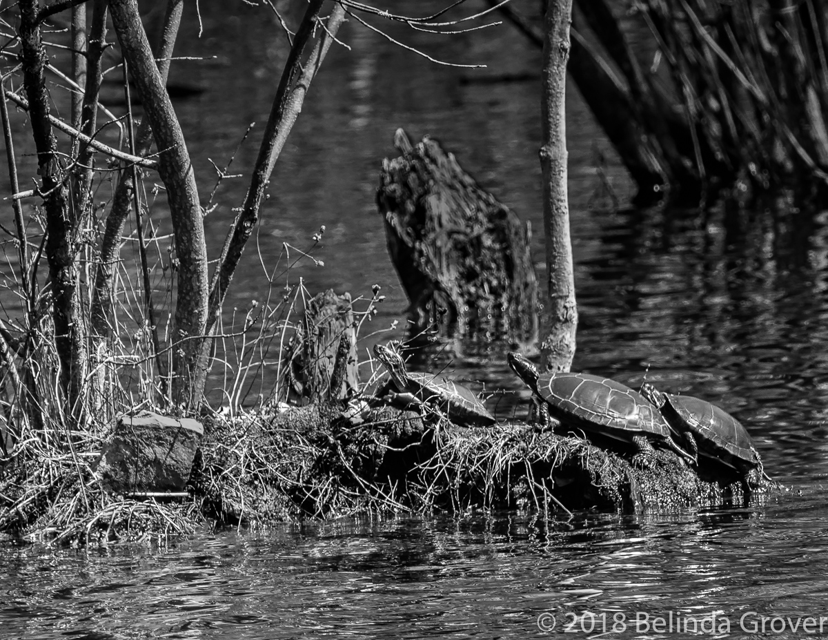 TURN OF TURTLES (THREE PHOTOGRAPHS) | BELINDA GROVER PHOTOGRAPHY