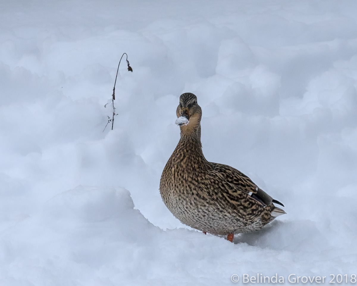 HARDY DUCK (TWO PHOTOGRAPHS) | BELINDA GROVER PHOTOGRAPHY