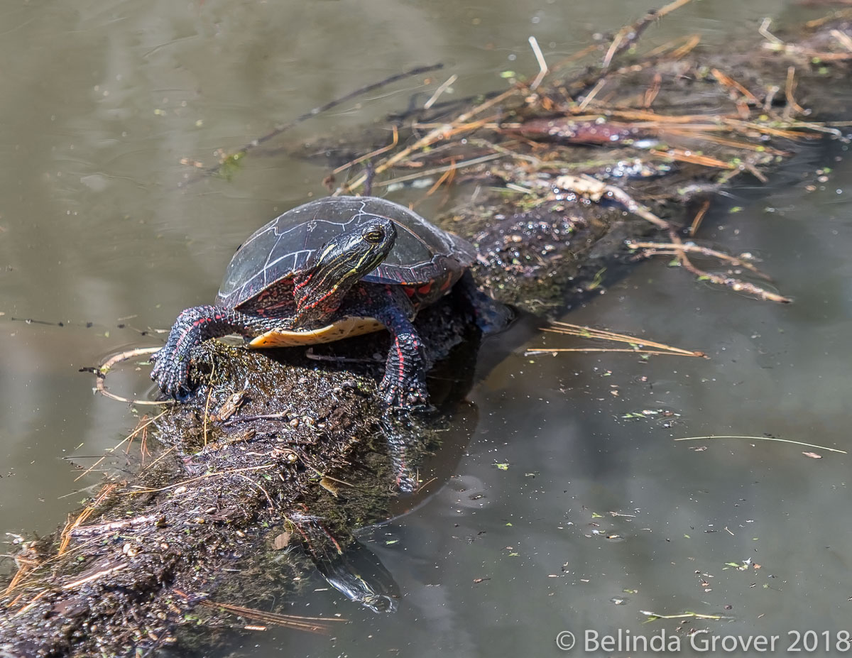 BALE OF TURTLES (TWO PHOTOGRAPHS) | BELINDA GROVER PHOTOGRAPHY