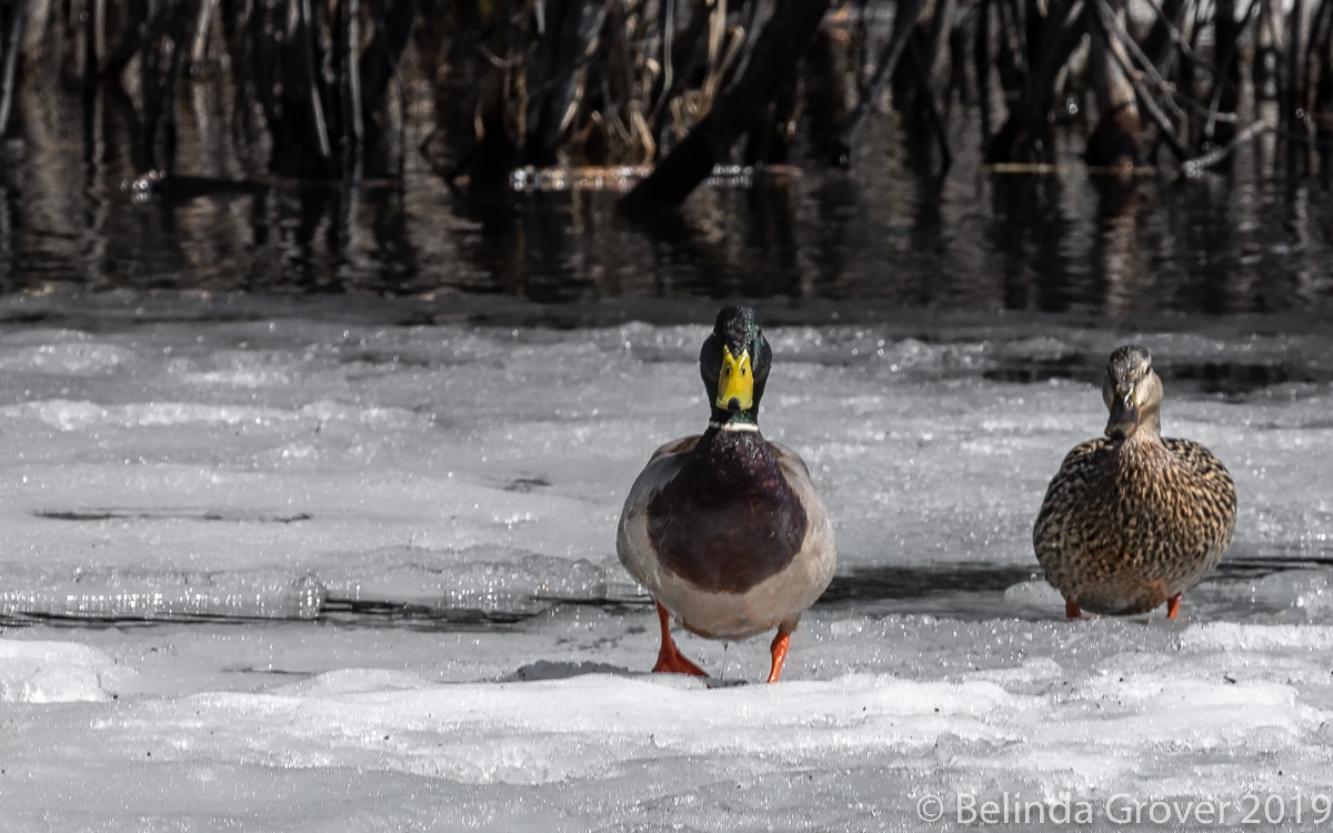 COUPLE OF DUCKS (TWO PHOTOGRAPHS) | BELINDA GROVER PHOTOGRAPHY