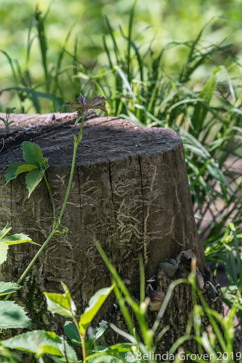 BEETLE GALLERY | BELINDA GROVER PHOTOGRAPHY