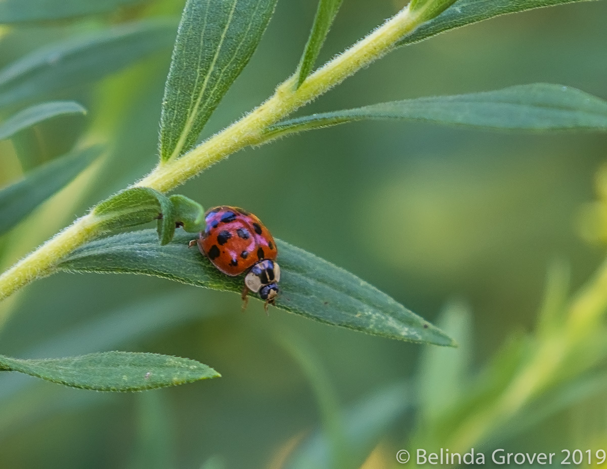 LADYBUG (TWO PHOTOGRAPHS) | BELINDA GROVER PHOTOGRAPHY