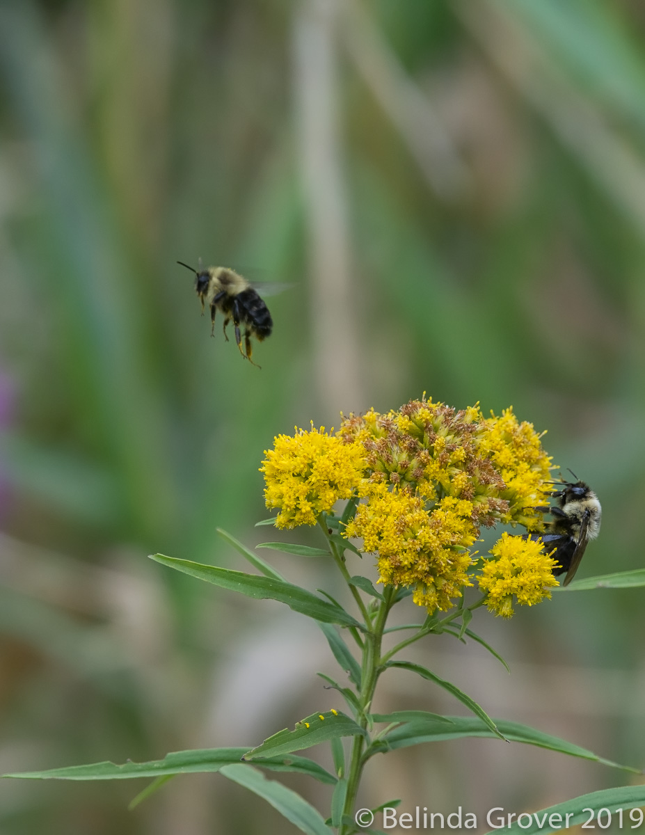 BEEZZ (TWO PHOTOGRAPHS) | BELINDA GROVER PHOTOGRAPHY