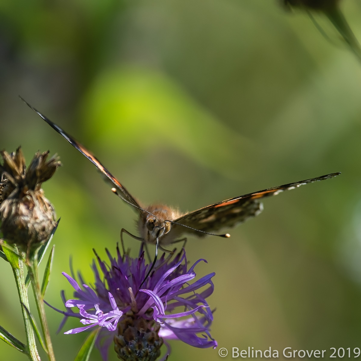 MORE PAINTED LADIES (TWO PHOTOGRAPHS) | BELINDA GROVER PHOTOGRAPHY