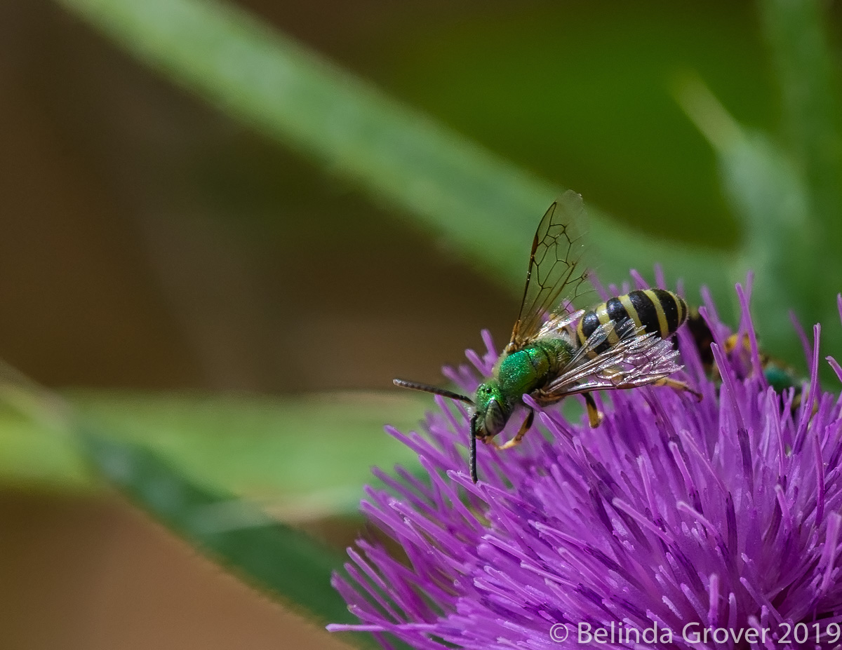 METALLIC BEES (TWO PHOTOGRAPHS) | BELINDA GROVER PHOTOGRAPHY