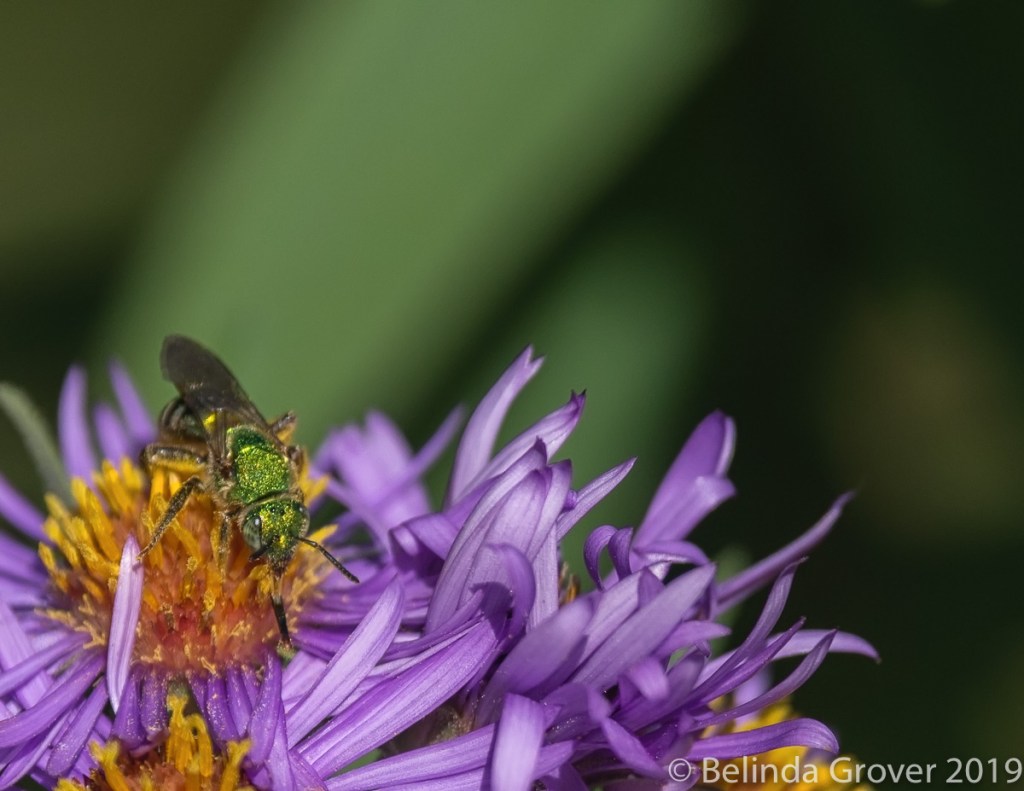 METALLIC BEES (TWO PHOTOGRAPHS) | BELINDA GROVER PHOTOGRAPHY