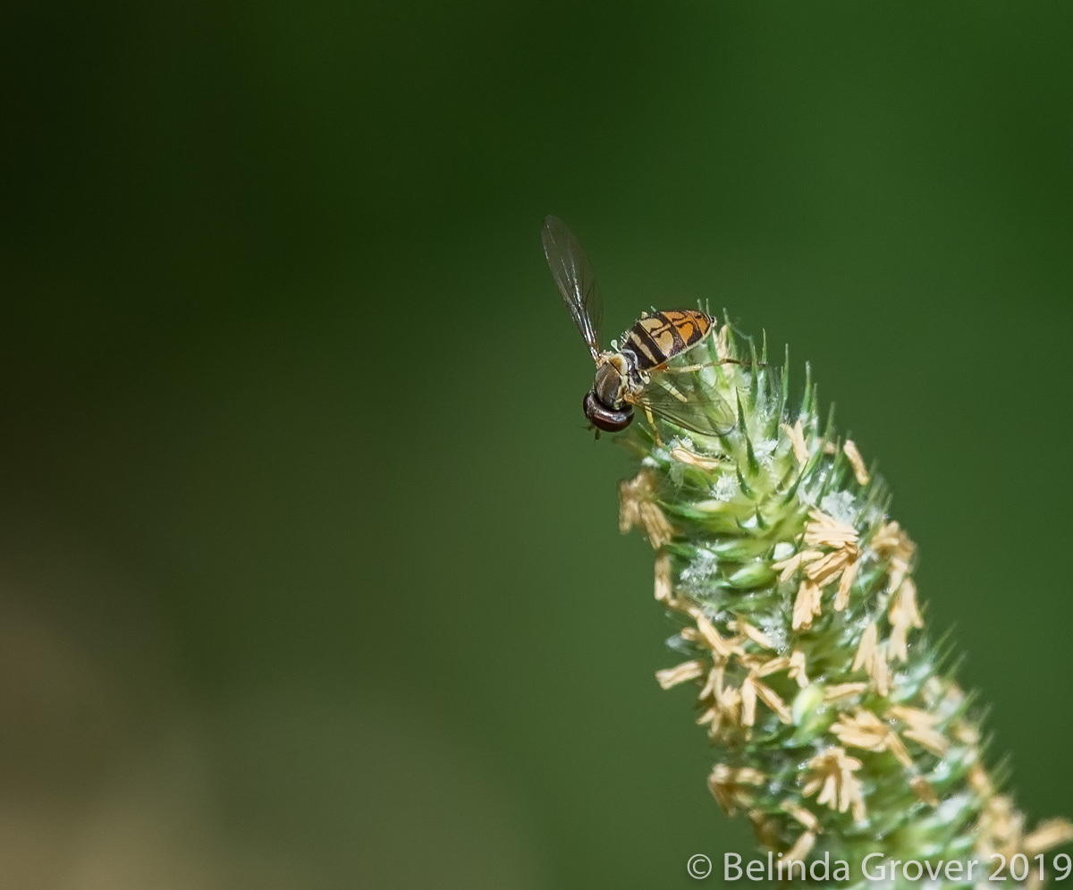 MIMIC FLY | BELINDA GROVER PHOTOGRAPHY