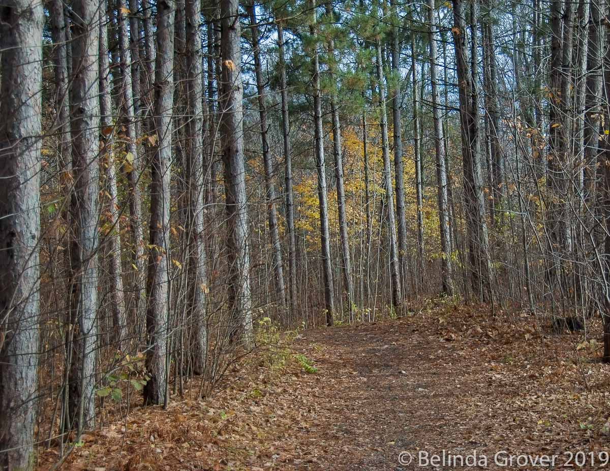 QUIET PATH | BELINDA GROVER PHOTOGRAPHY