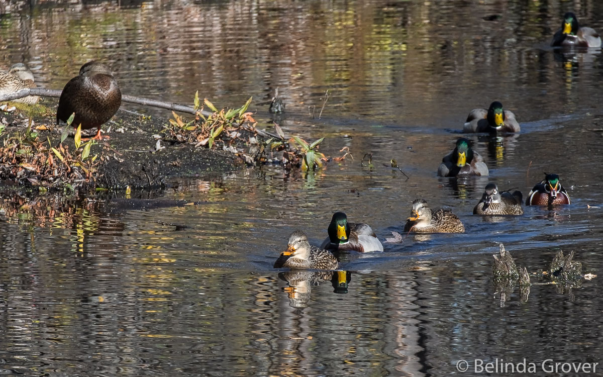 DUCKS ON PARADE | BELINDA GROVER PHOTOGRAPHY