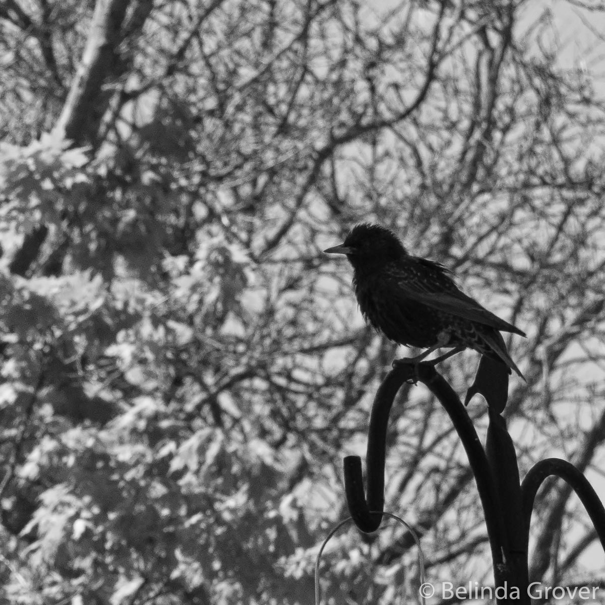 ROBIN GOTHIC | BELINDA GROVER PHOTOGRAPHY