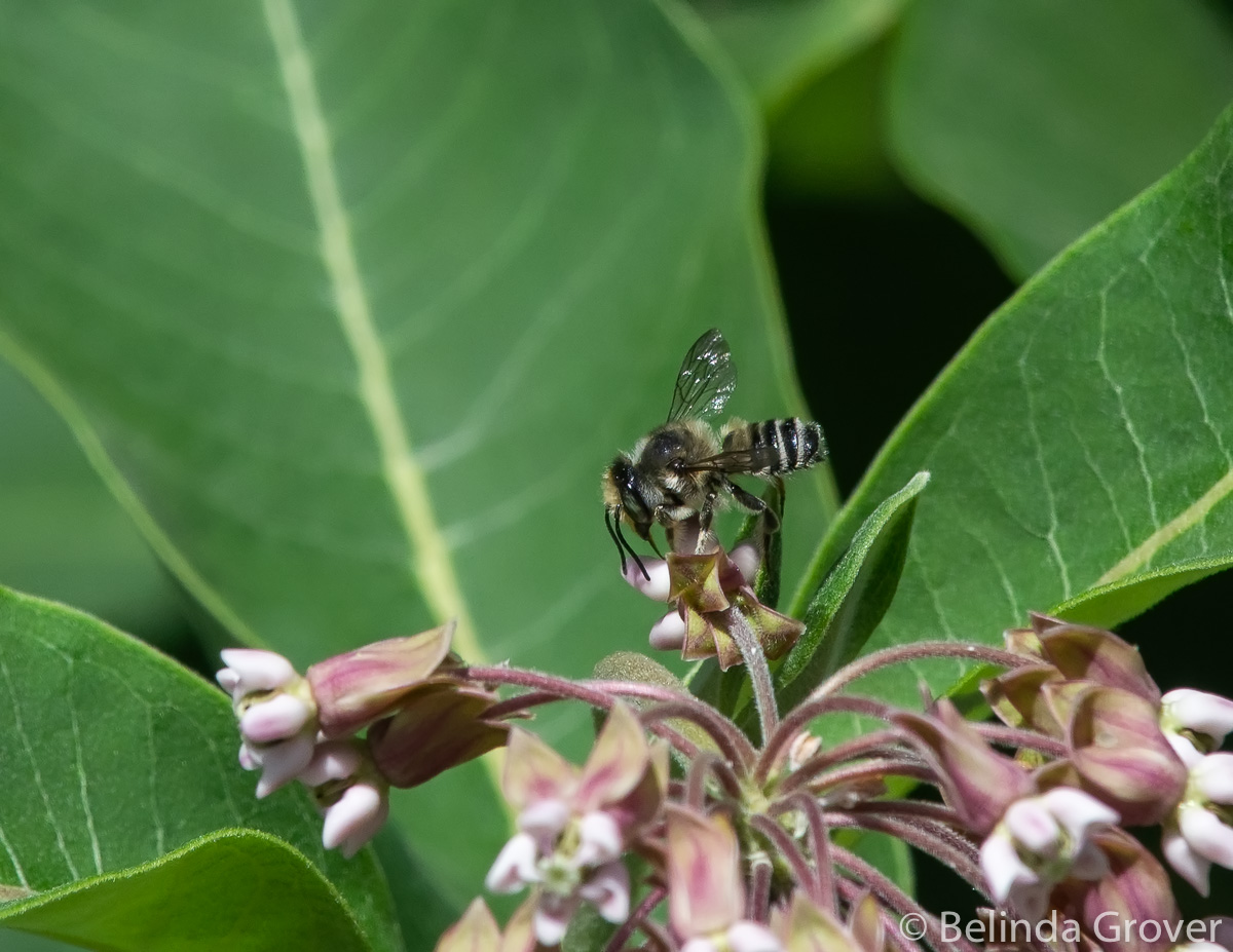 BALANCING BEE | BELINDA GROVER PHOTOGRAPHY