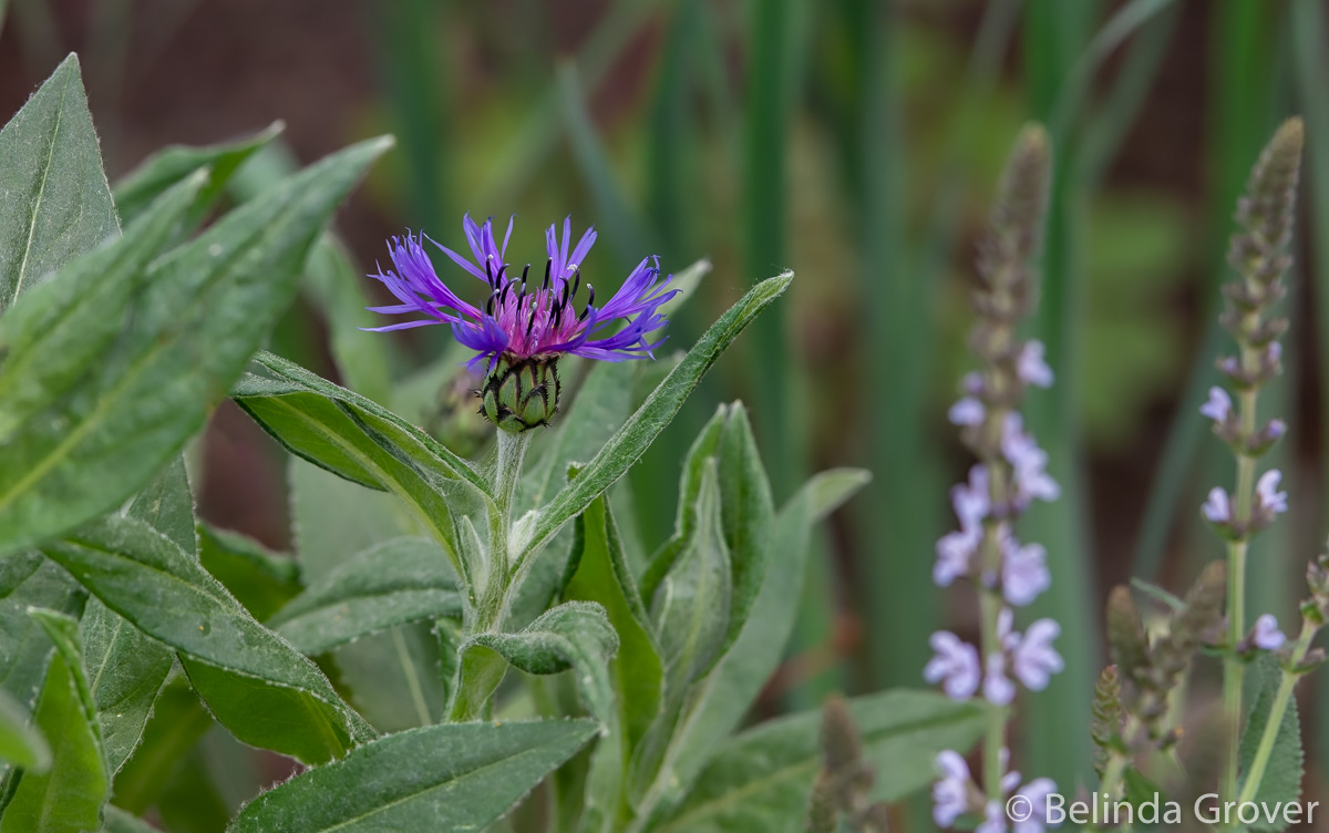 PURPLE AND PINK (TWO PHOTOGRAPHS) | BELINDA GROVER PHOTOGRAPHY