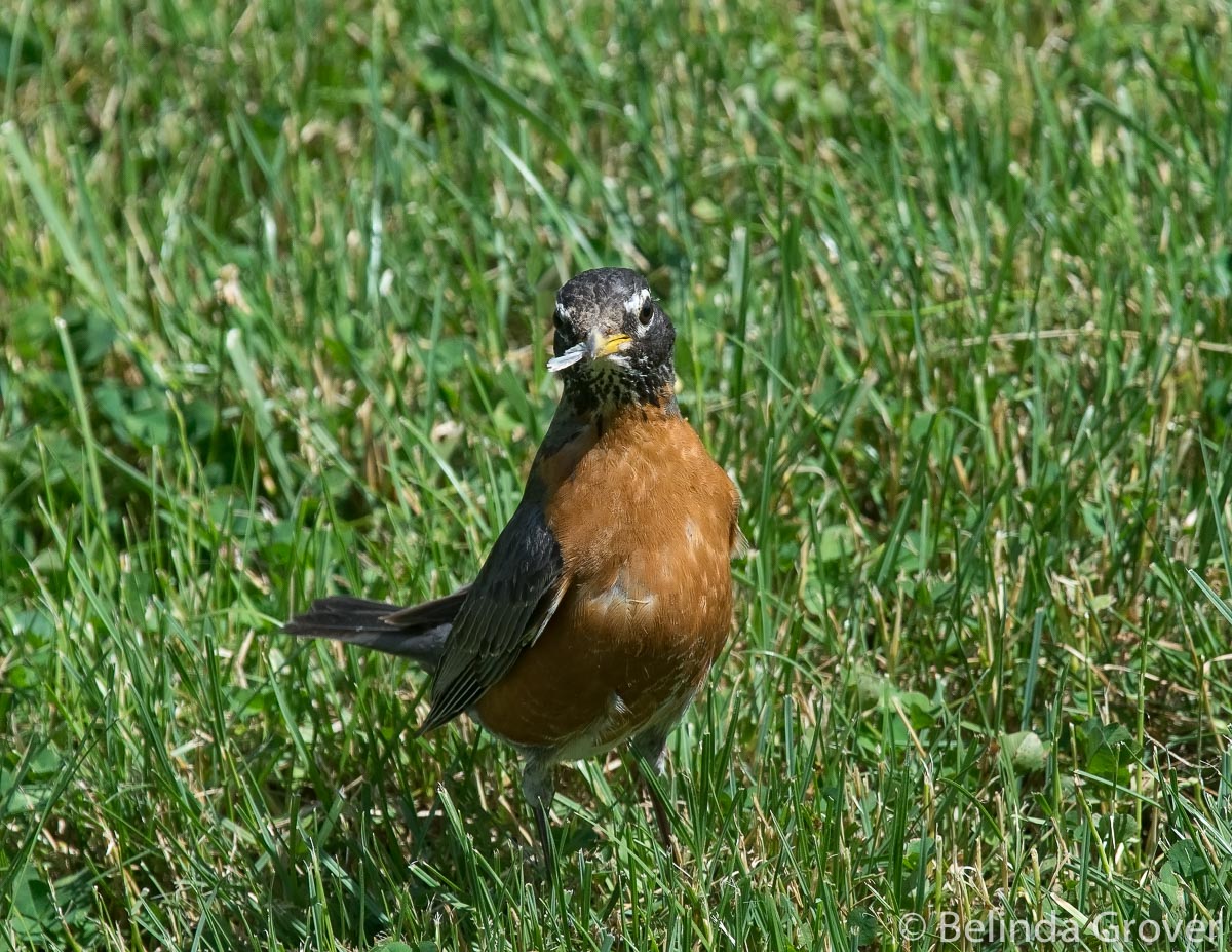 ROBIN (TWO PHOTOGRAPHS) | BELINDA GROVER PHOTOGRAPHY