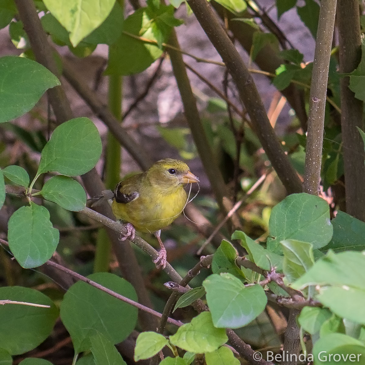 FEMALE GOLDFINCH | BELINDA GROVER PHOTOGRAPHY
