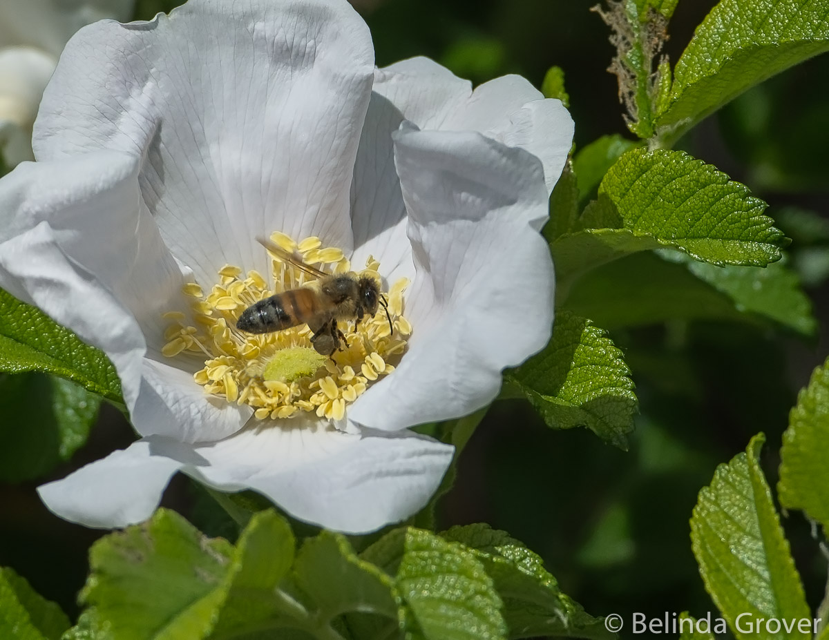 HONEY BEE | BELINDA GROVER PHOTOGRAPHY