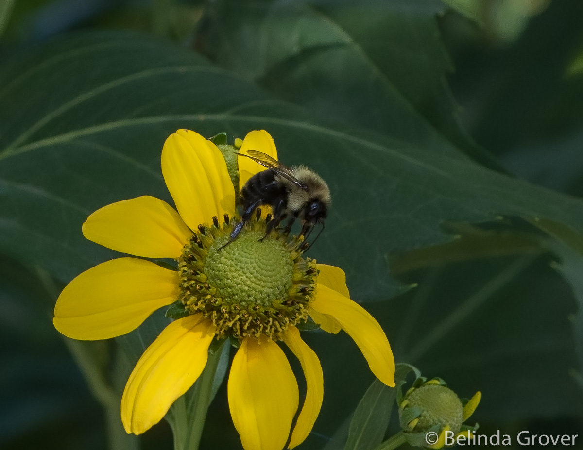 SUNDAY’S BEE | BELINDA GROVER PHOTOGRAPHY