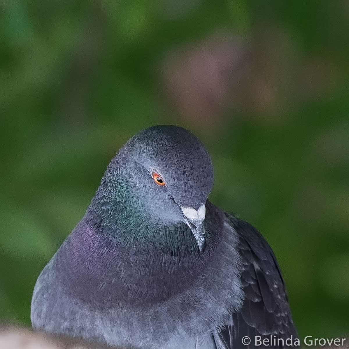 A CUT ABOVE | BELINDA GROVER PHOTOGRAPHY