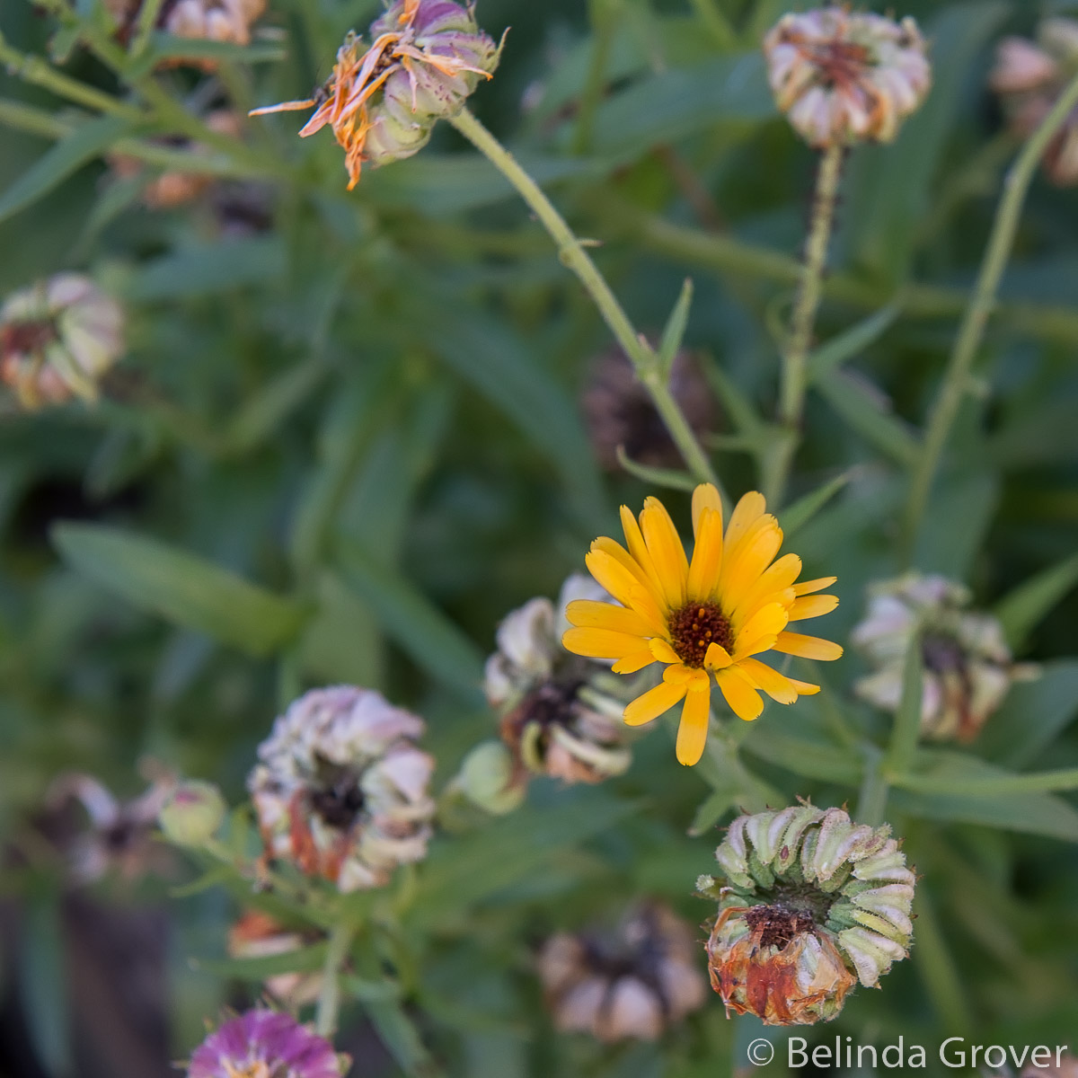 TIME PASSAGES | BELINDA GROVER PHOTOGRAPHY