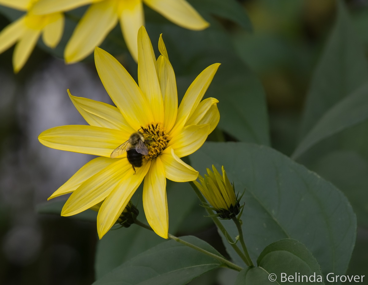THE BUSINESS OF BEES | BELINDA GROVER PHOTOGRAPHY
