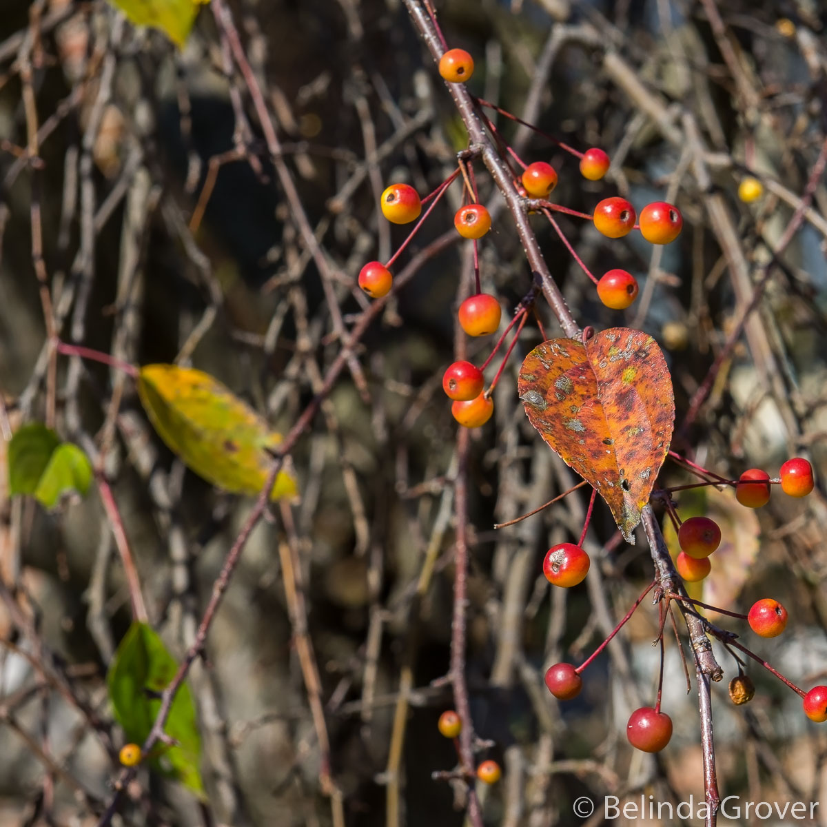 LAST TO FALL | BELINDA GROVER PHOTOGRAPHY
