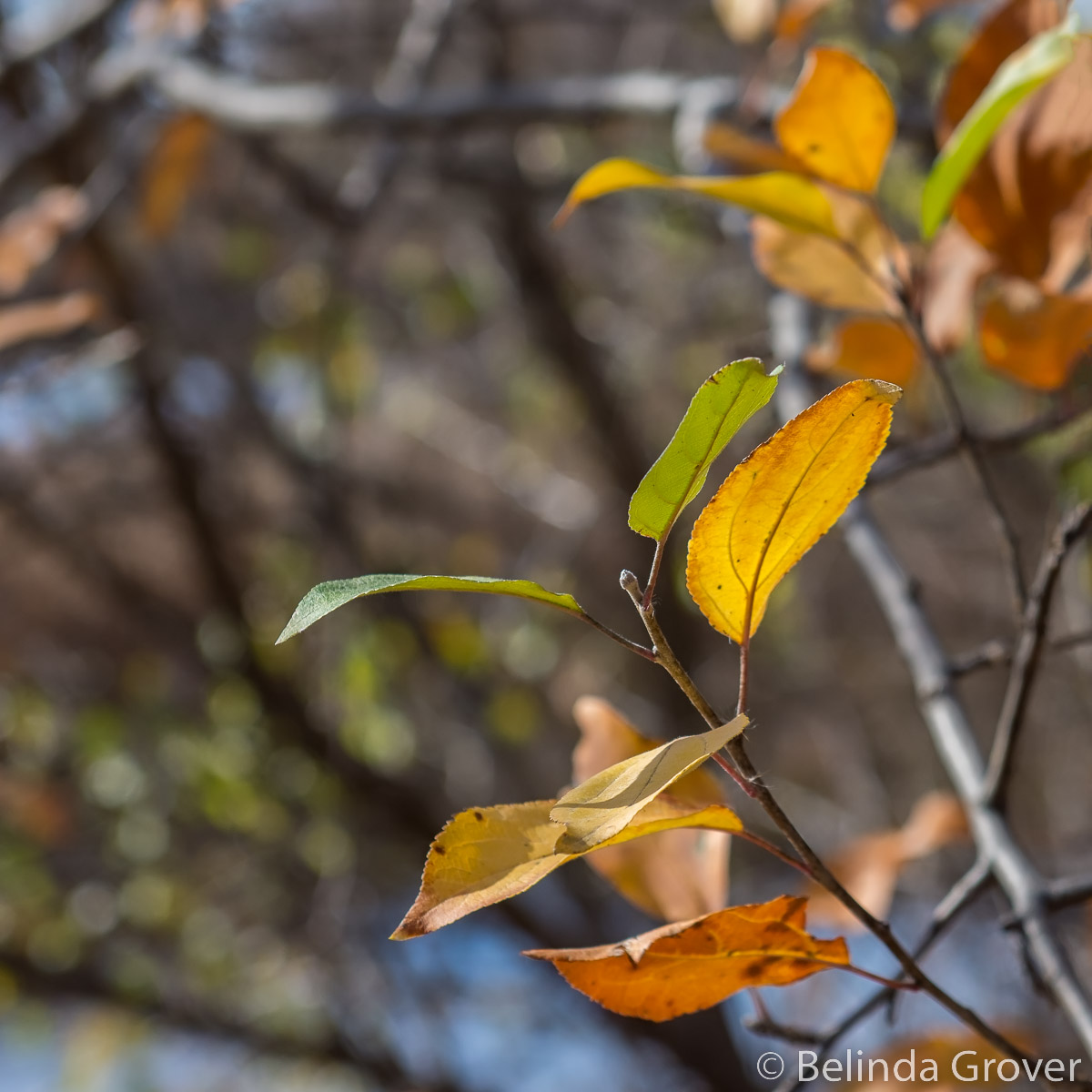 MORE LATE FALL | BELINDA GROVER PHOTOGRAPHY