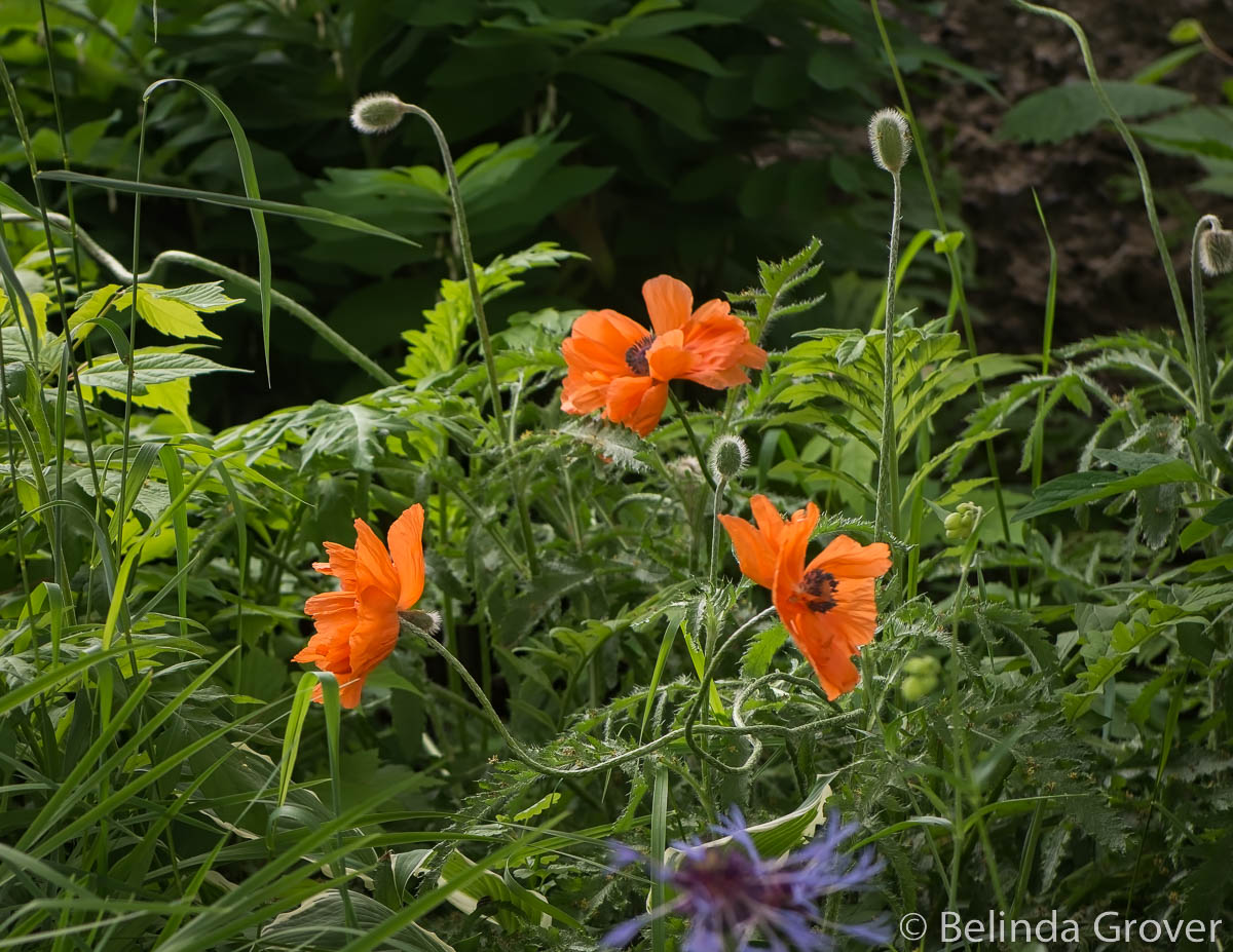 A LOOK BACK | BELINDA GROVER PHOTOGRAPHY