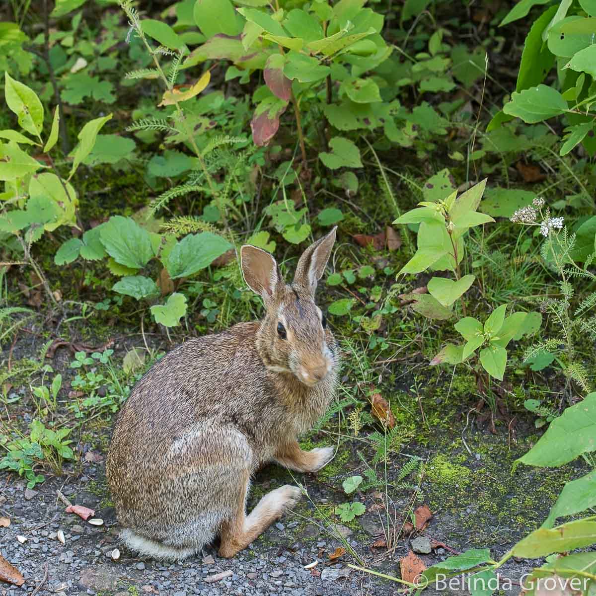 EASTERN COTTONTAIL | BELINDA GROVER PHOTOGRAPHY