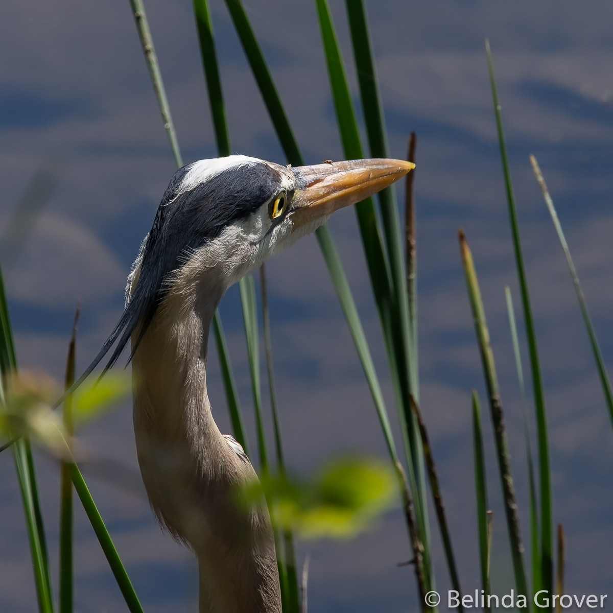 BY THE RIVER | BELINDA GROVER PHOTOGRAPHY