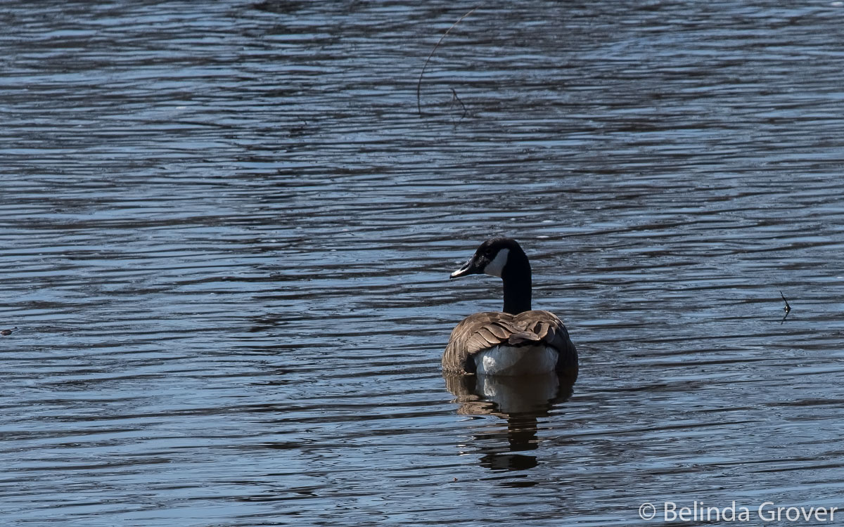 WELCOME BACK, CANADA GEESE | BELINDA GROVER PHOTOGRAPHY