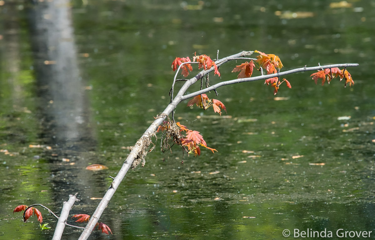 Maple | BELINDA GROVER PHOTOGRAPHY