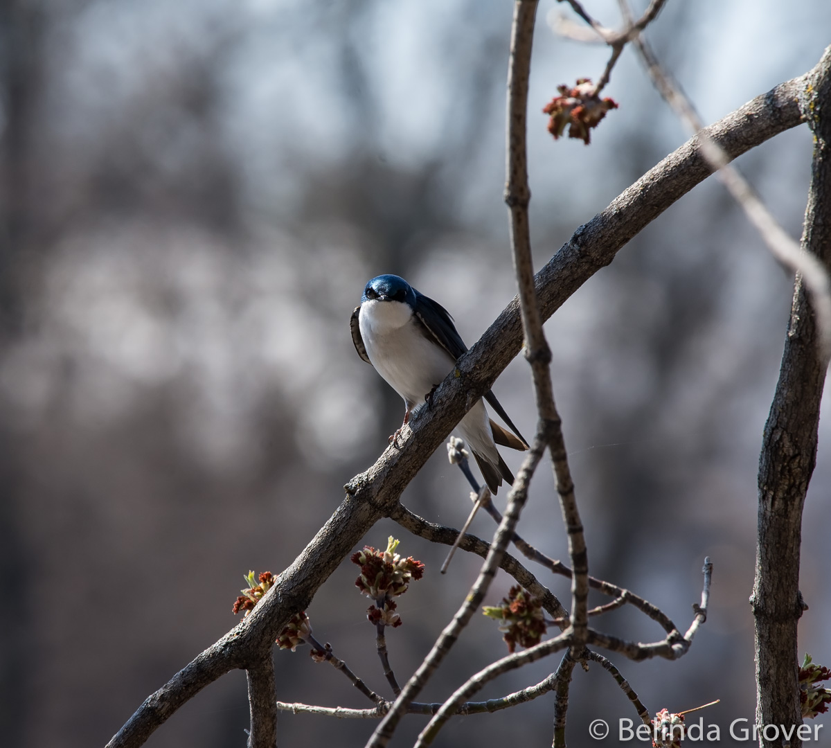 TREE SWALLOW | BELINDA GROVER PHOTOGRAPHY